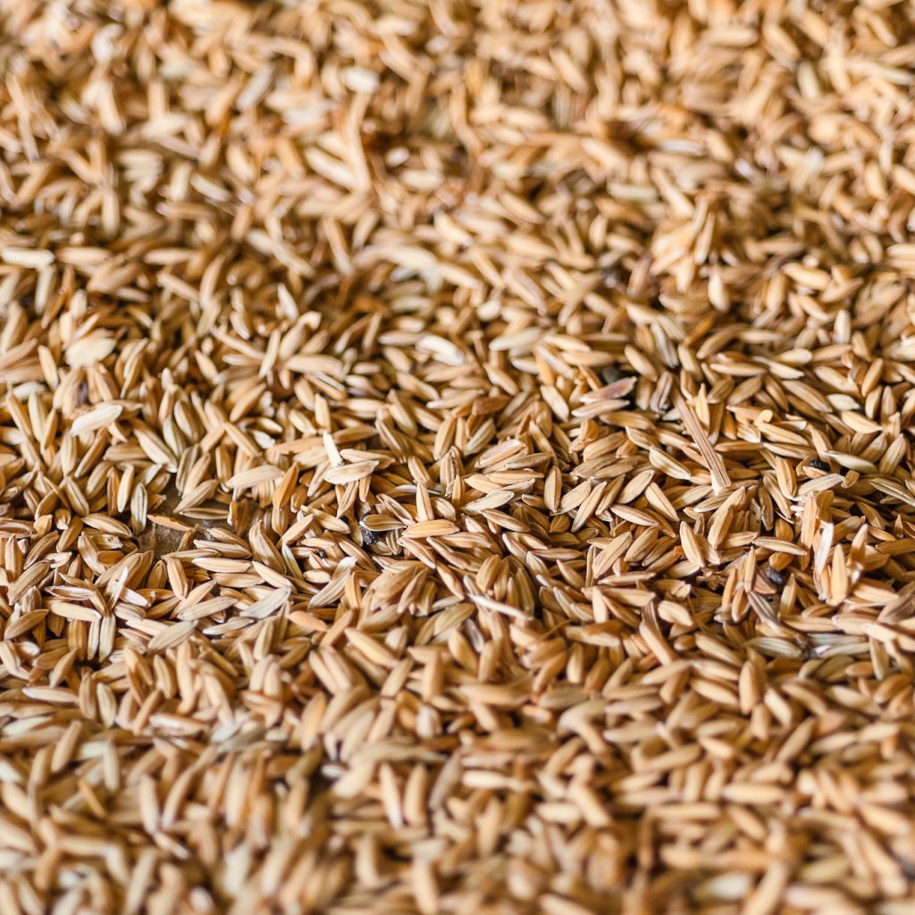 Le prime luci LED sviluppate dalla lolla di riso | Rinnovabili